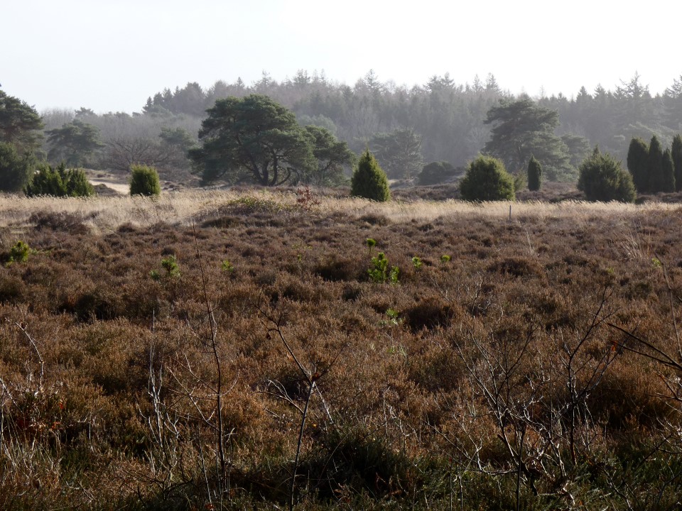Drenthe: Wandelvanuit Echten - Wandelvanuit